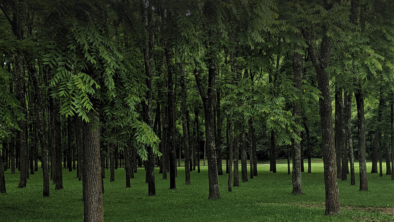 Forestry Management Urban Forestry Wildlife Management Indiana
