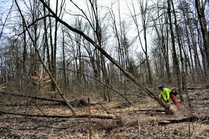 The Benefits of Forest Thinning | Albert Land Management