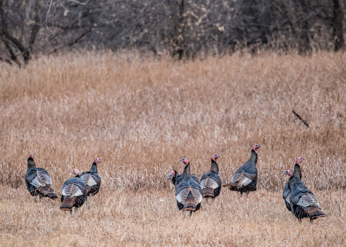 7 Ways To Improve Wild Turkey Habitat | Albert Land Management