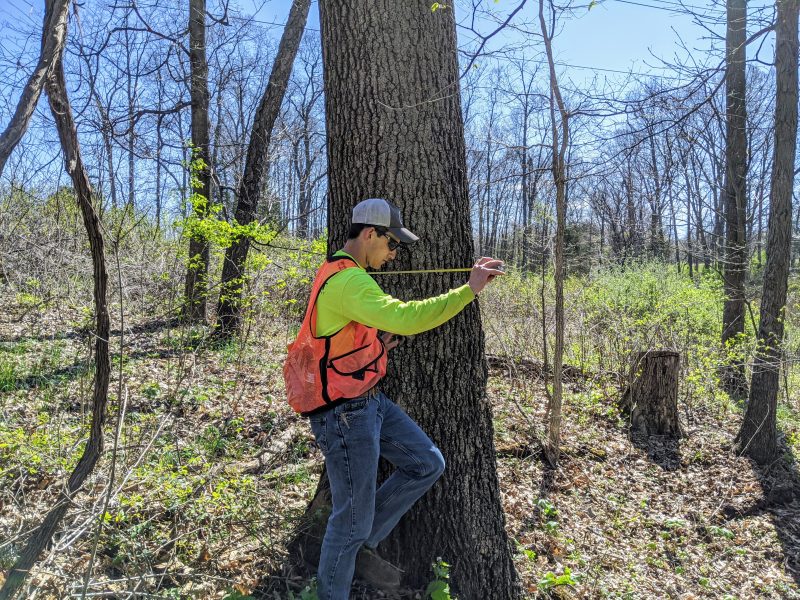 What is a Timber Stand Inventory? | Albert Land Management