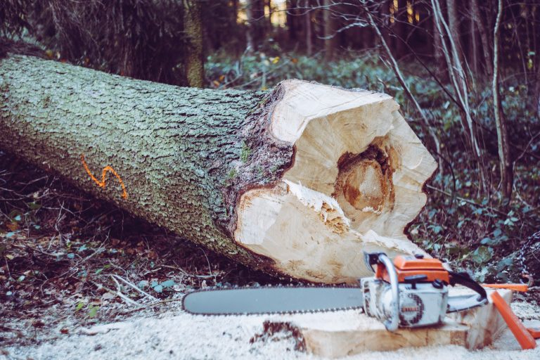 6 Benefits of Sustainable Timber Harvests