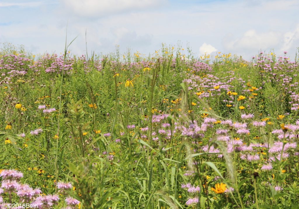 Native Plantings | Albert Land Management
