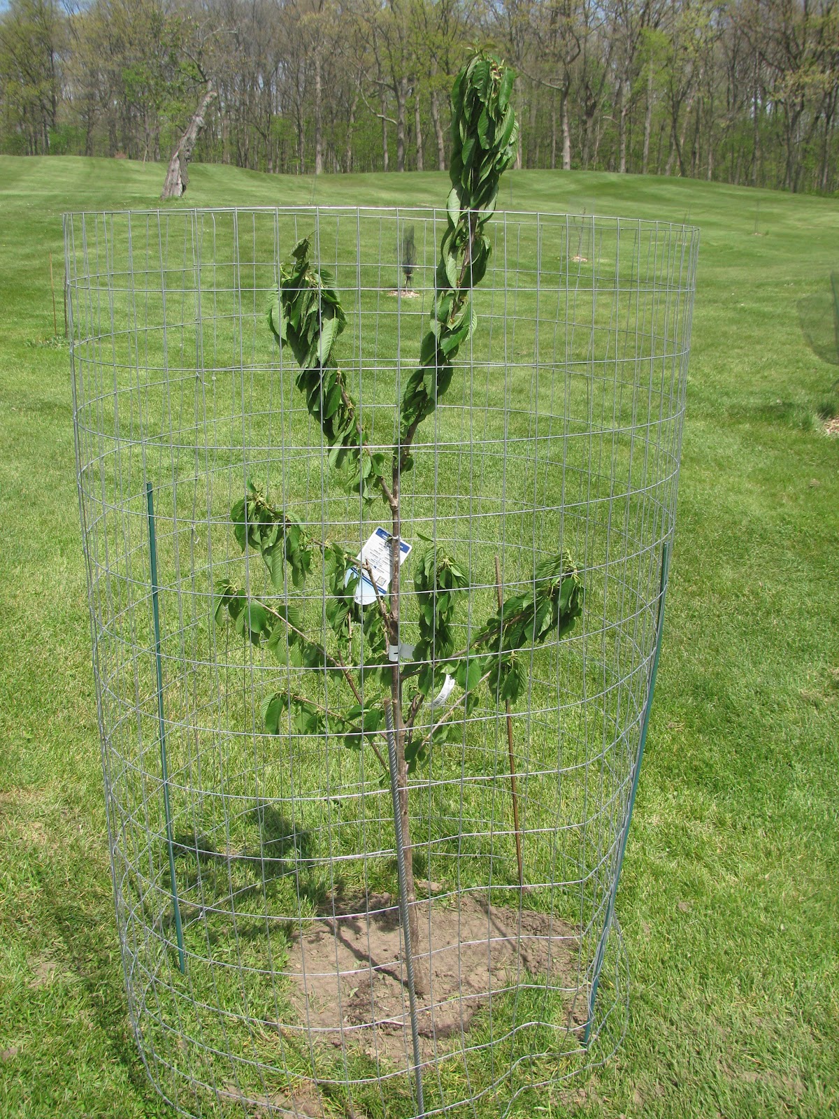 Protecting Young Trees from Deer Damage | Albert Land Management