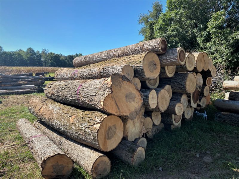 The Benefits of Sustainable Timber Harvests