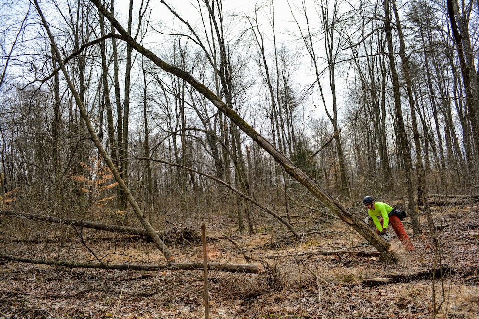 Forestry and Wildlife Habitat Management | Albert Land Management