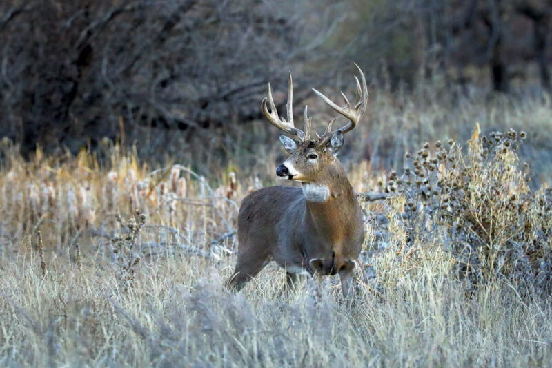 White-tailed Deer Habitat Management Strategies