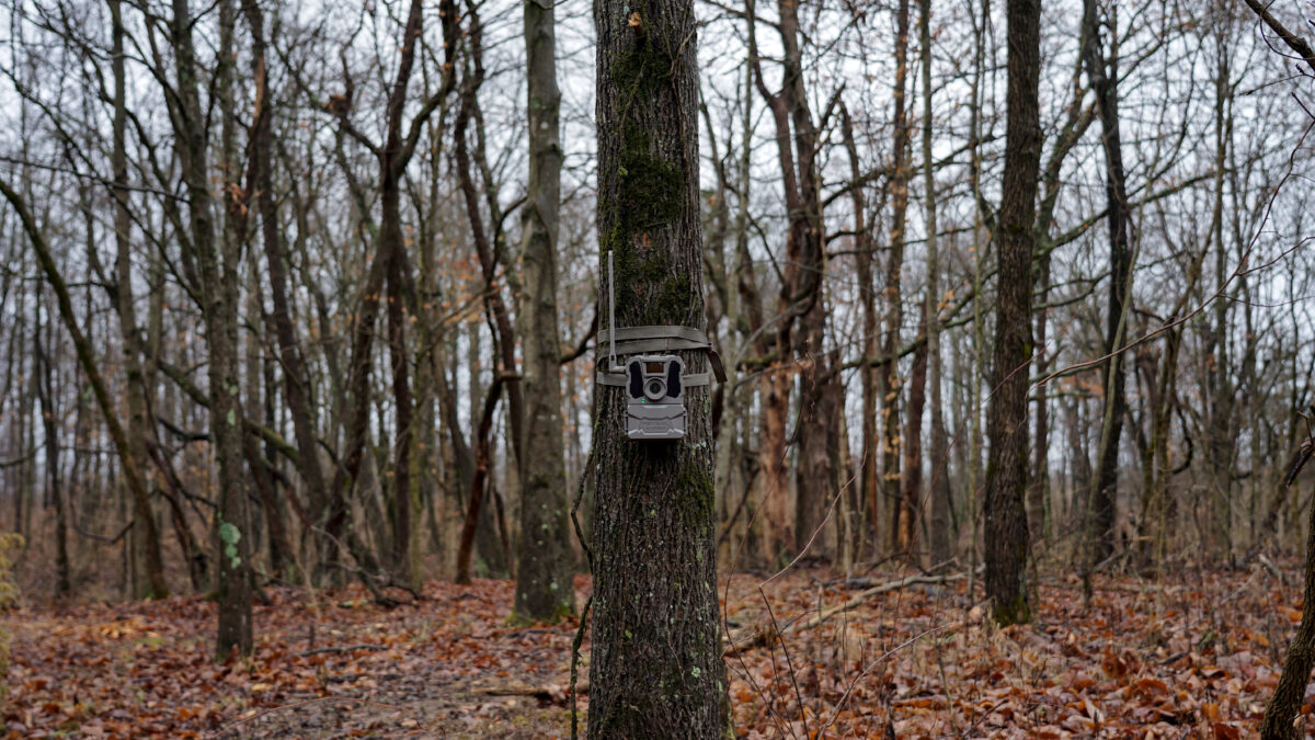 Benefits of White-tailed Deer Camera Surveys - Albert Land Management